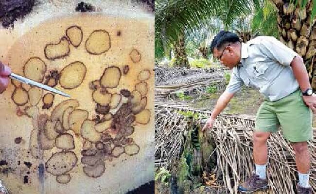 Berita Sawit - Kenali Gejala Peyakit Ganoderma di Perkebunan Kelapa Sawit