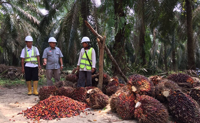 Berita Sawit - Cargill Hasilkan Minyak Sawit Berkelanjutan